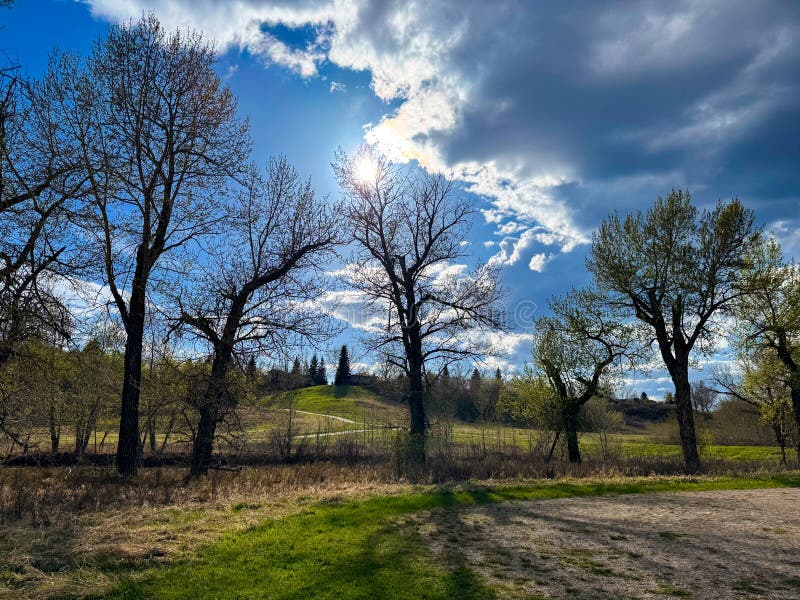 Sunny Field with Trees in Alberta Stock Photo - Image of trees, shadow ...
