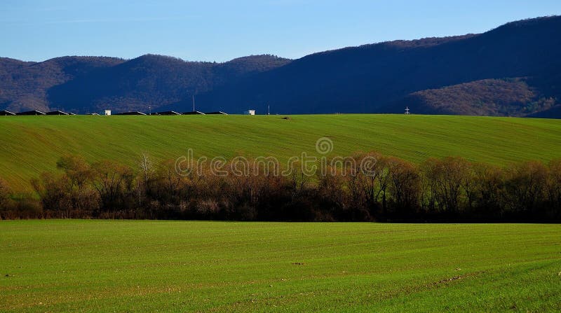 Sunny Field with Trees and Hills Stock Photo - Image of background ...