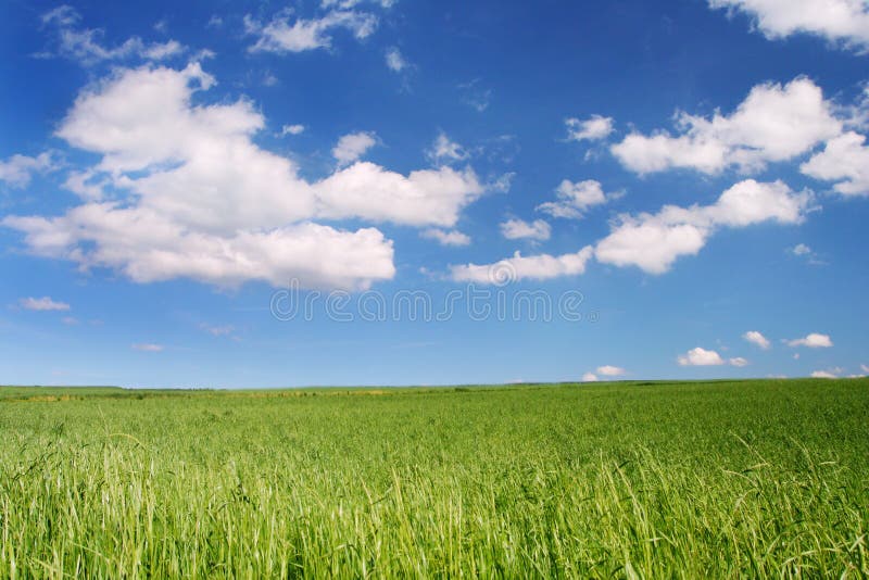 Sunny field under blue sky stock photo. Image of idyll - 2962900
