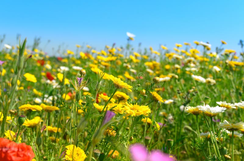 Sunny Field Of Wild Flowers Royalty Free Stock Photography - Image ...