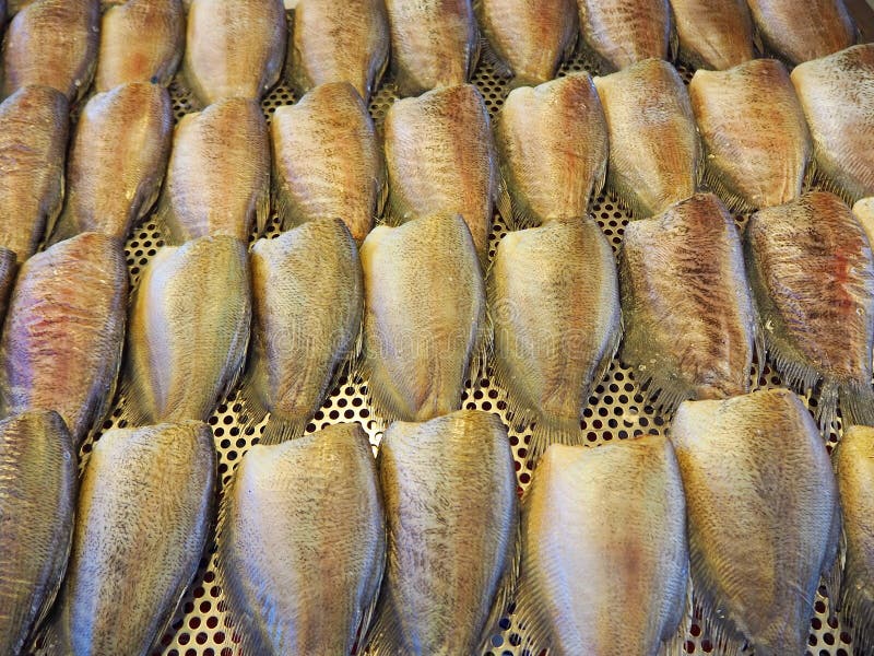 Sunny fish stock image. Image of sunny, white, traditional - 103827377