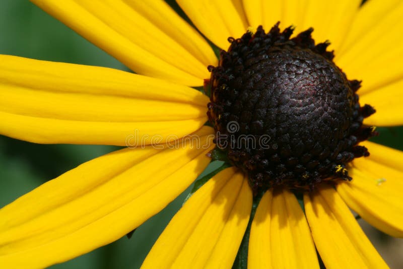 Sunny flower stock image. Image of sunny, garden, wallpaper - 4857771