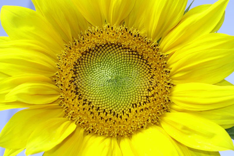 Sunny Flower stock photo. Image of botany, colorful, pretty - 8033246