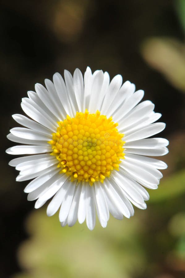 Sunny flower stock image. Image of sunny, sunnyflower - 128312841