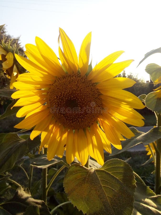 Sunny Flower in the Summer Garden of the Park Stock Image - Image of ...