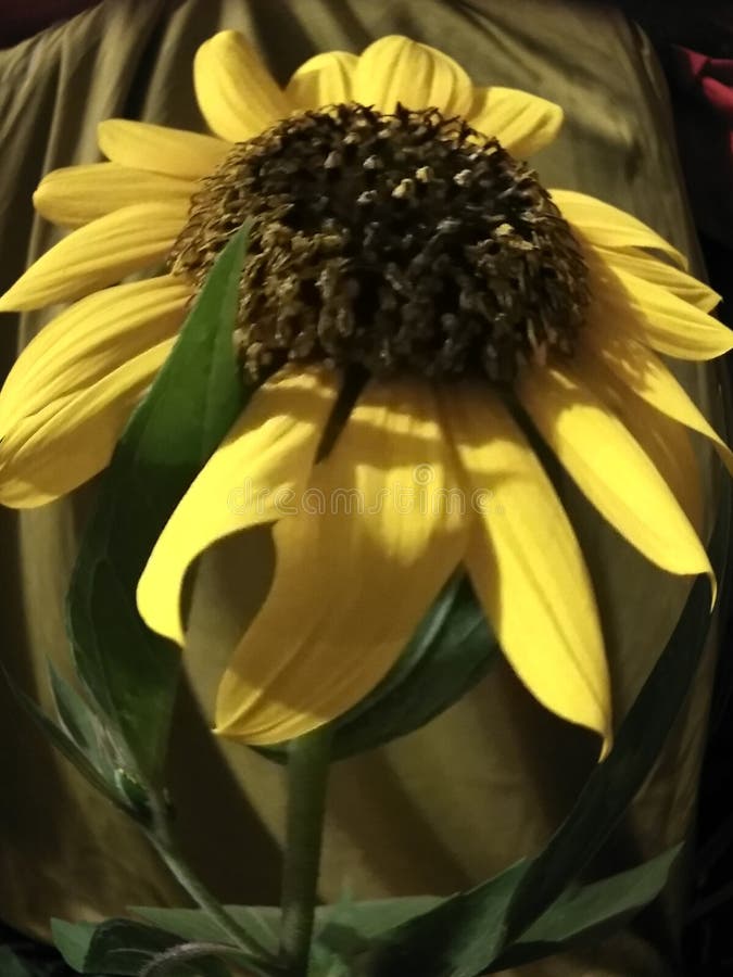 Sunny flower stock image. Image of flower, close, sunny - 121821971