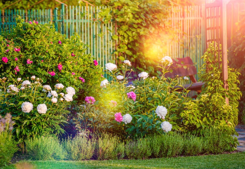 Sunny Flowering Garden stock photo. Image of grass, natural - 72559734