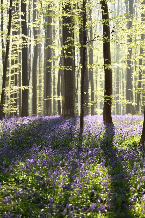 Sunny Flowering Spring Forest Stock Photo - Image of green, belgium ...