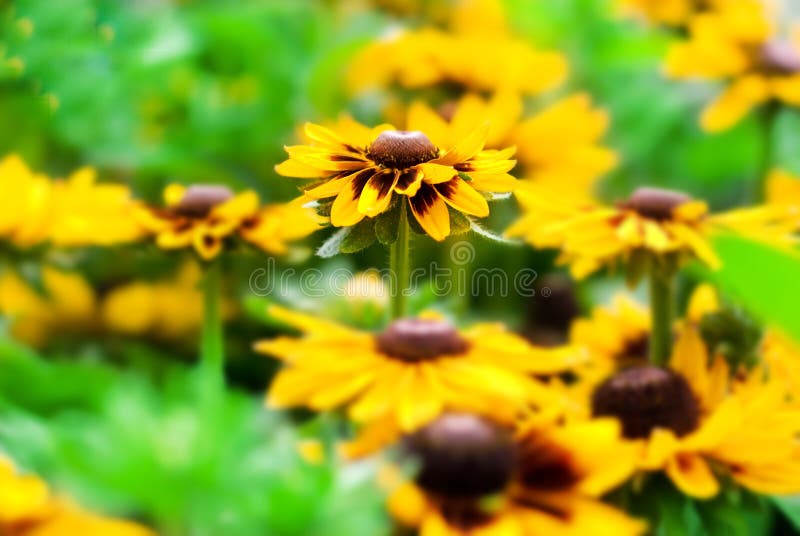 Sunny flowers stock image. Image of plants, beautiful - 10417447