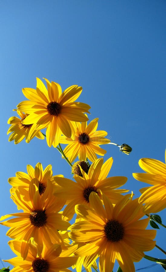 Sunny flowers stock image. Image of autumn, flora, colorful - 11164097