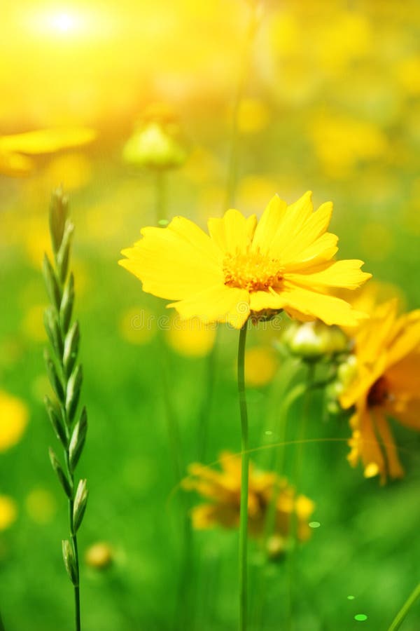 Sunny flowers field stock image. Image of beautiful, environment - 9862173