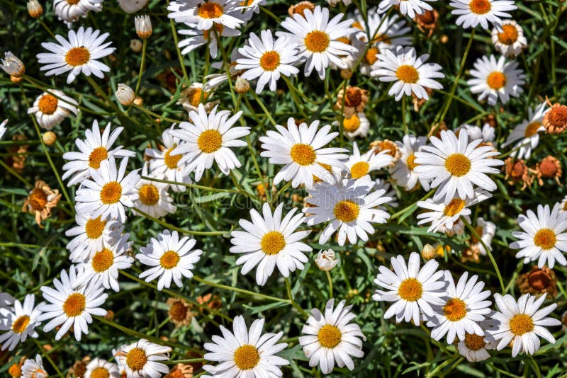 Sunny Flowers stock image. Image of house, nature, friends - 103861979