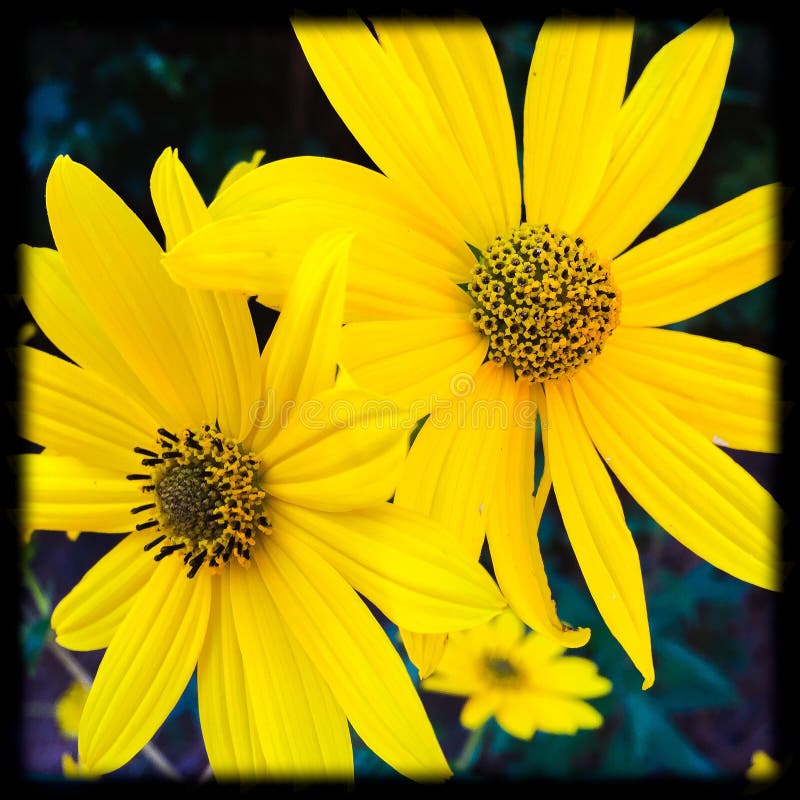 Sunny flowers stock photo. Image of sunny, close, flowers - 71694044