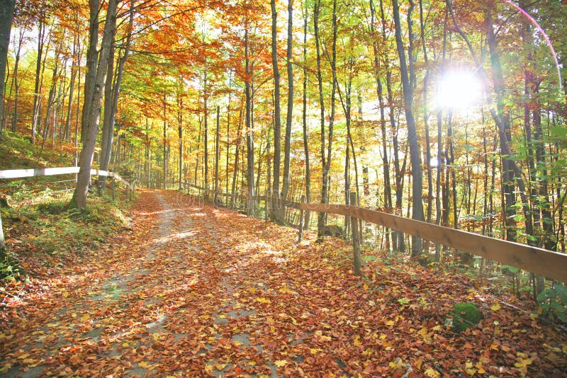 Sunny forest stock image. Image of setting, period, colours - 10630657