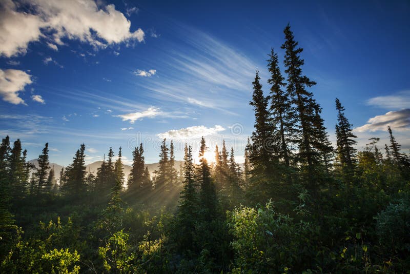Sunny forest stock image. Image of summer, outdoor, woodland - 27075247