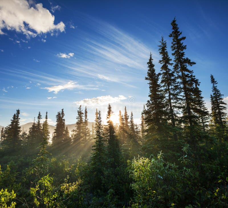 Sunny forest stock photo. Image of landscapes, alaska - 54189070
