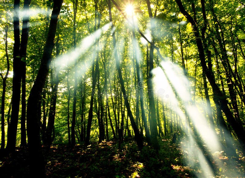 Sunny forest stock photo. Image of landscapes, sunrise - 54189162