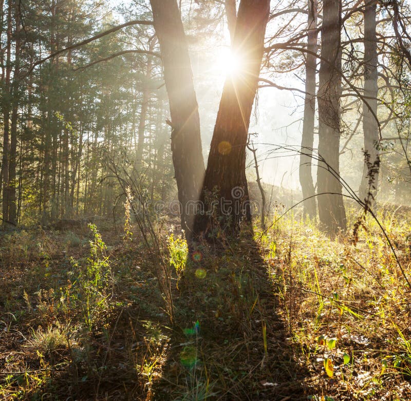 Sunny forest stock image. Image of woodland, environment - 54189285