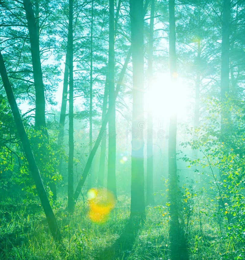 Sunny forest stock photo. Image of landscapes, outdoor - 54191912