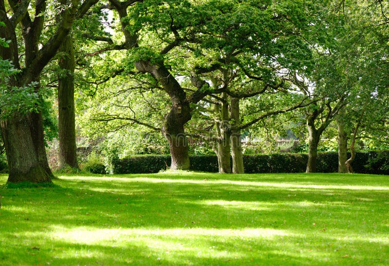 1,322,362 Sunny Forest Stock Photos - Free & Royalty-Free Stock Photos ...