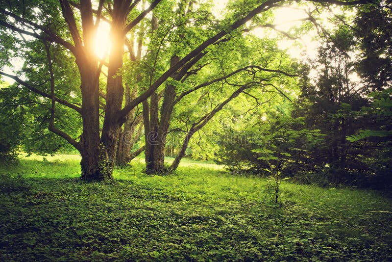 Sunny forest stock image. Image of beautiful, leaf, meadow - 123326845