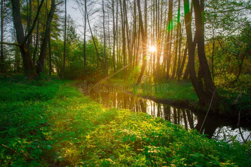 Sunny forest stock photo. Image of scenery, river, peaceful - 148253954