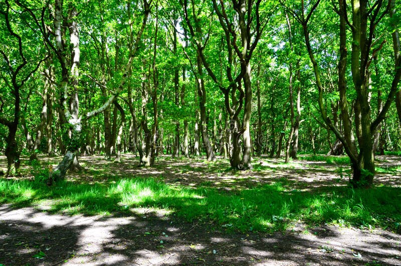 Sunny forest stock photo. Image of summer, footpath, barnsley - 55431962