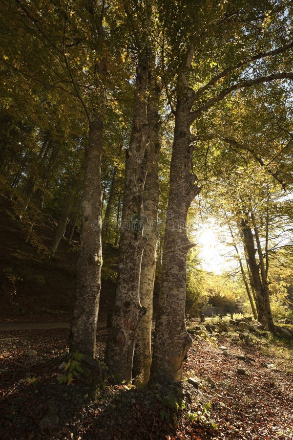 Sunny Forest Early in the Sunset Stock Image - Image of autumn ...