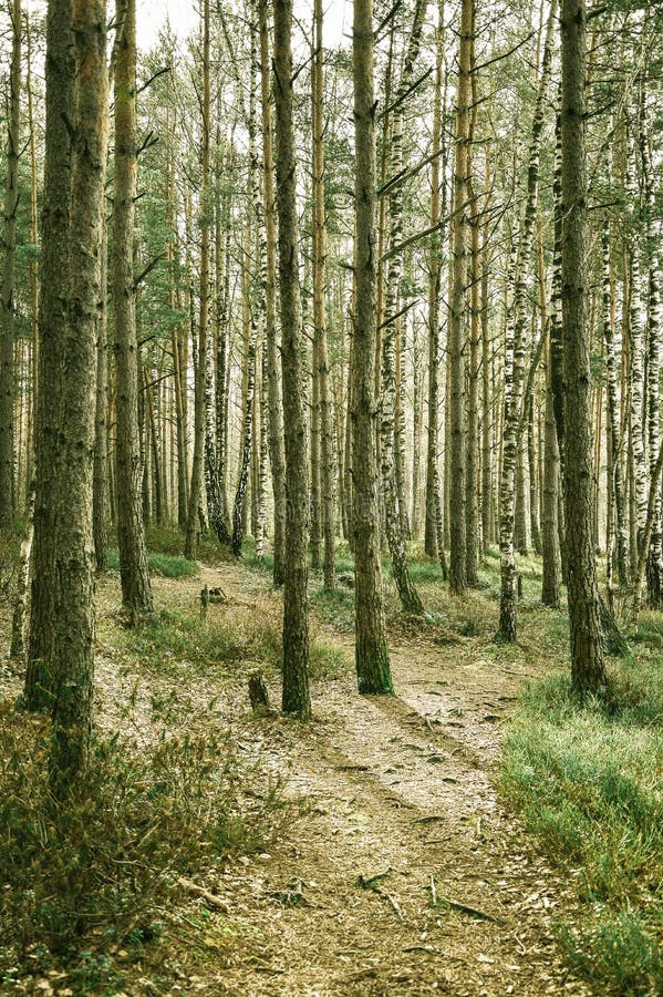 Sunny forest stock photo. Image of wild, nature, peace - 90812824