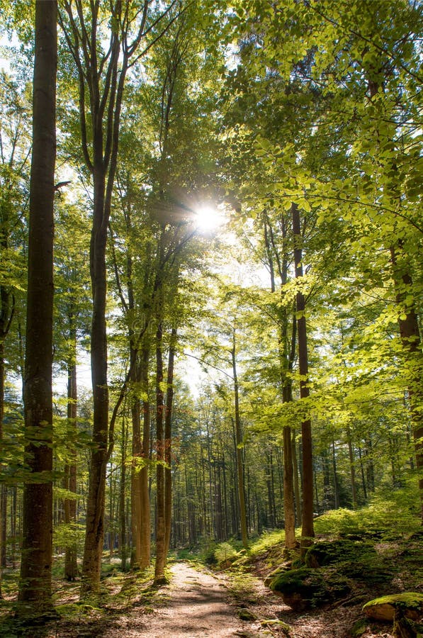 Sunny forest stock image. Image of hike, summer, little - 79146129