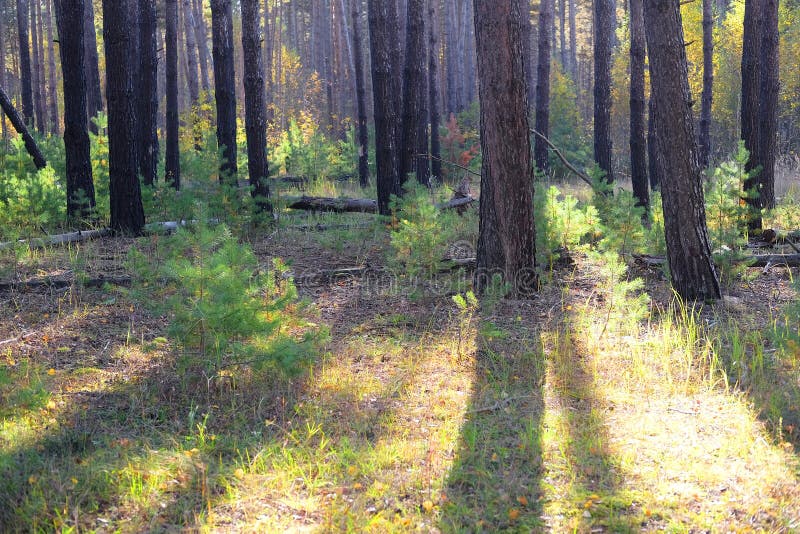 Sunny forest stock photo. Image of gleam, beam, forest - 78335360