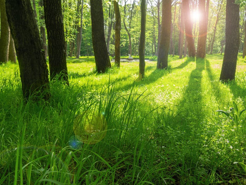 Sunny forest panorama stock photo. Image of fantastic - 27554908