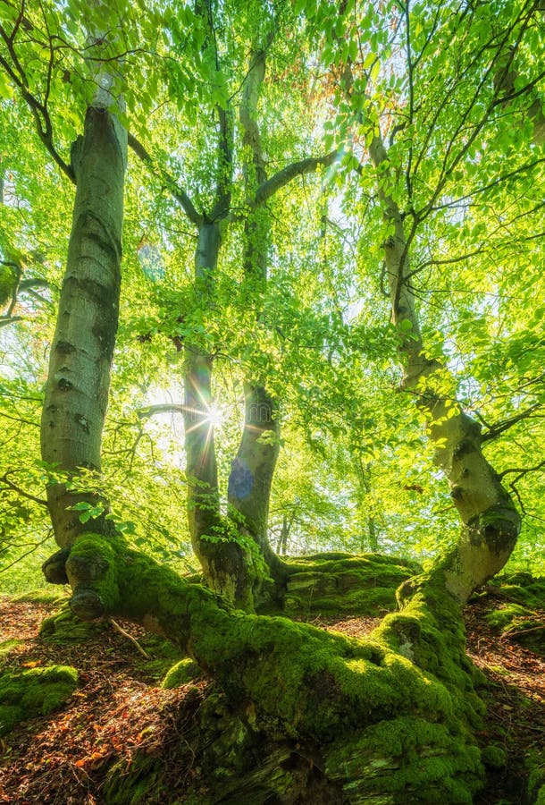 Sunny Green Forest of Beech and Oak Trees Stock Photo - Image of mystic ...