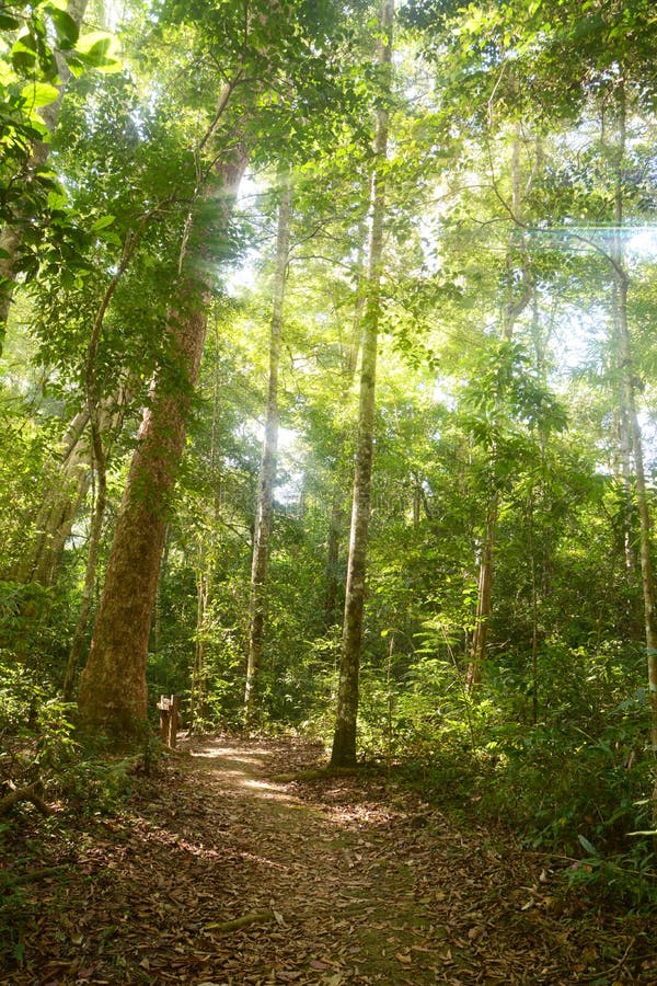 Sunny forest path stock photo. Image of lush, grove, branch - 49881654