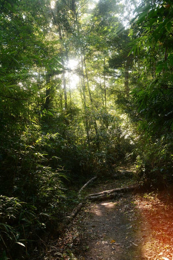 Sunny forest path stock image. Image of branch, flora - 49880715