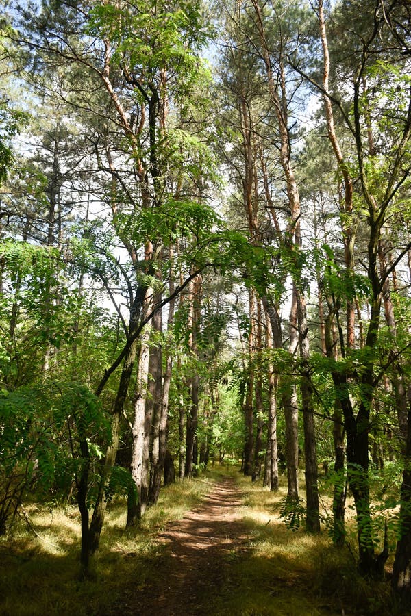 Sunny Forest Path between Tall Trees. Stock Image - Image of leaf ...