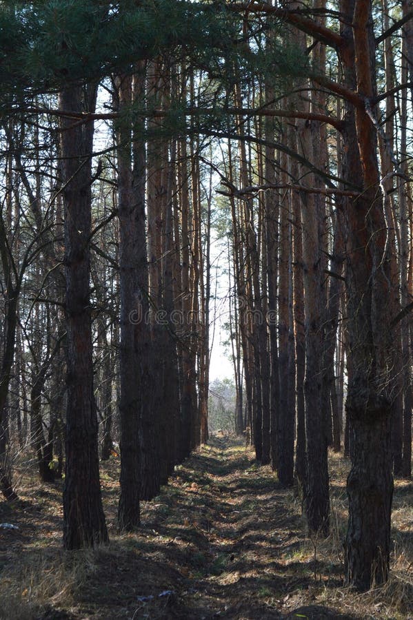 Sunny Forest Path among Tall Trees Stock Image - Image of tree ...