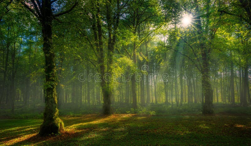Sunny Forest in Scottish Woodland Stock Image - Image of tree, woodland: 257904617
