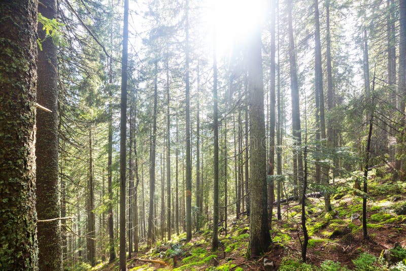 Sunny forest stock image. Image of sunrise, park, hiking - 199363537