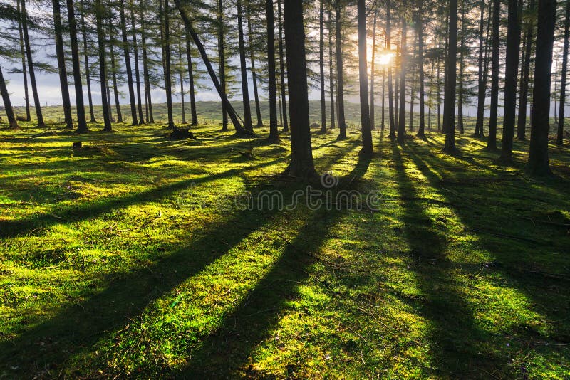 1,315,006 Sunny Forest Stock Photos - Free & Royalty-Free Stock Photos ...
