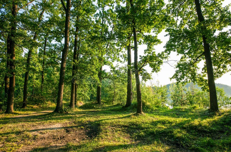Sunny Glade in Oaken Forest with High Green Tree Stock Image - Image of ...