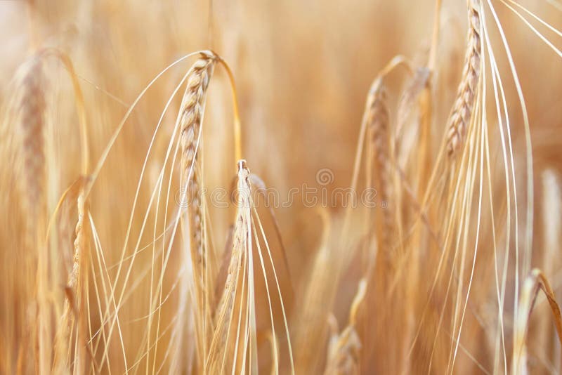 Sunny golden wheat field stock image. Image of growth - 211256329