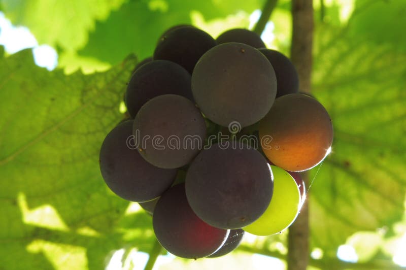 Sunny Grapes in the Summer Garden Stock Image - Image of sunny, grapes ...