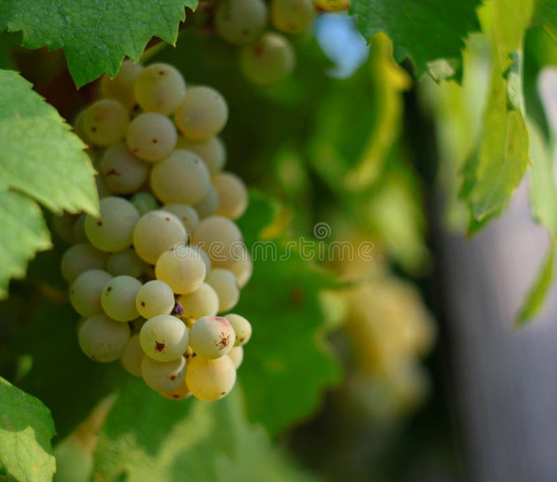 Sunny grapes stock image. Image of grapes, summer, bunch - 81826499