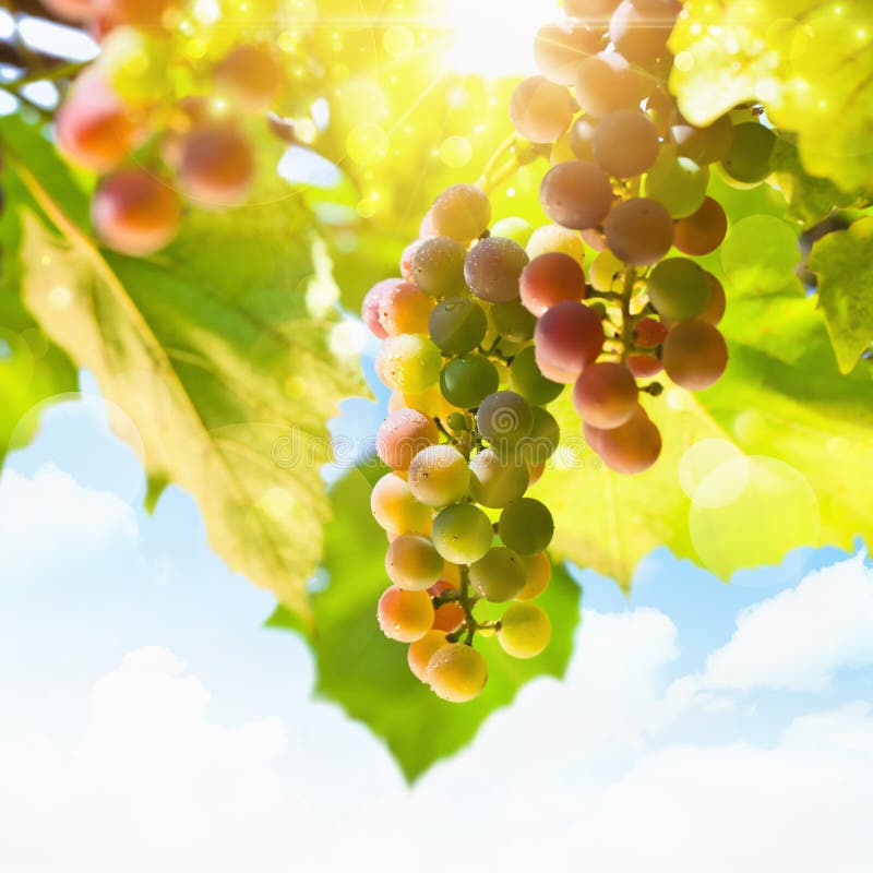 Sunny grapes stock photo. Image of grape, bright, autumn - 39464656