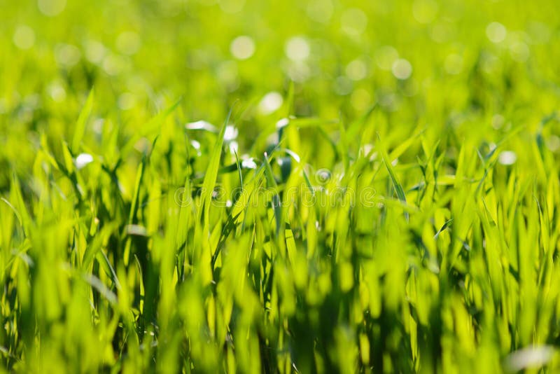 Sunny Grass stock image. Image of angle, view, plant - 70553901