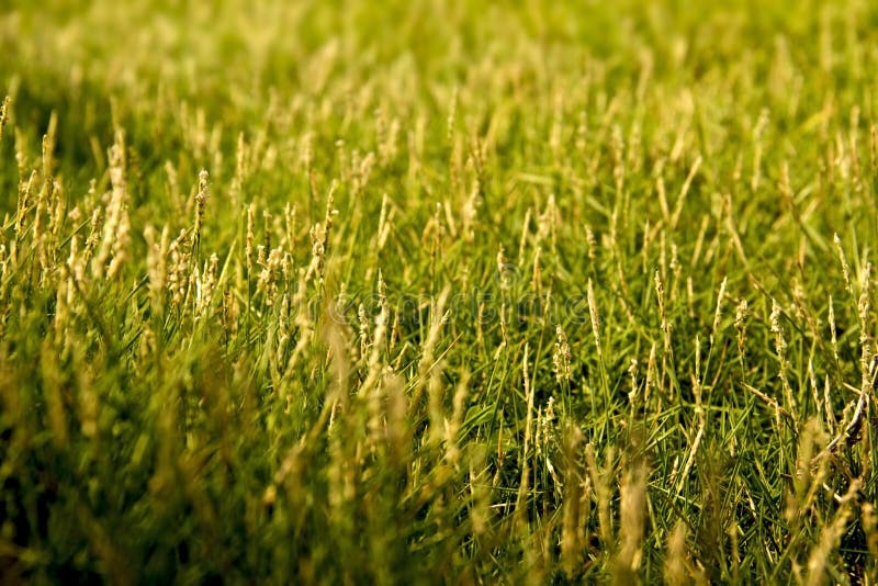 Sunny grass stock photo. Image of beautiful, rural, mist - 44638654
