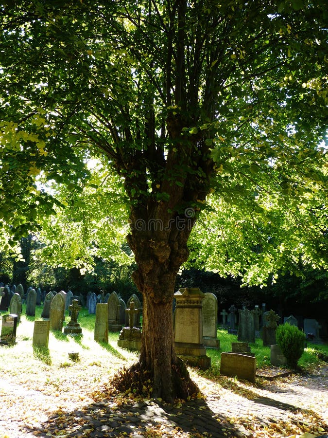 Large Tree In Graveyard Or Cemetery Stock Image - Image of north ...