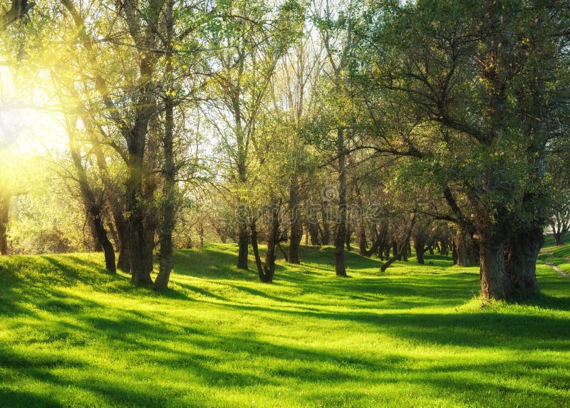 Sunny green forest stock photo. Image of field, light - 29997102