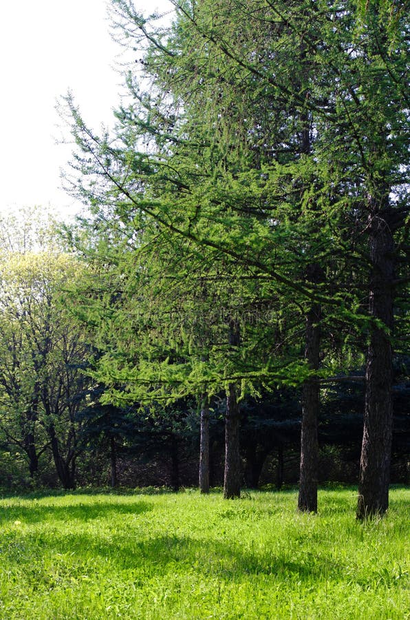 Sunny green forest stock image. Image of tall, light - 31480081